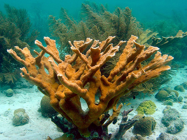 Coral diseases under the microscope | CEID