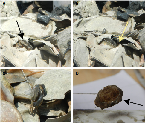 Non‐native parasite enhances susceptibility of host to native predators ...