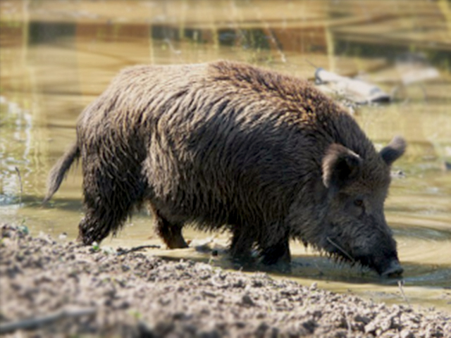 Invasion ecology of wild pigs (Sus scrofa) in Florida, USA: the role of ...