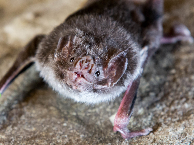 Leukocyte profiles reflect geographic range limits in a widespread ...